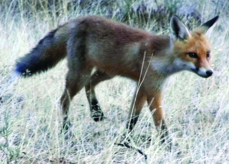 Free Feral Fox Control for Landholders and Managers