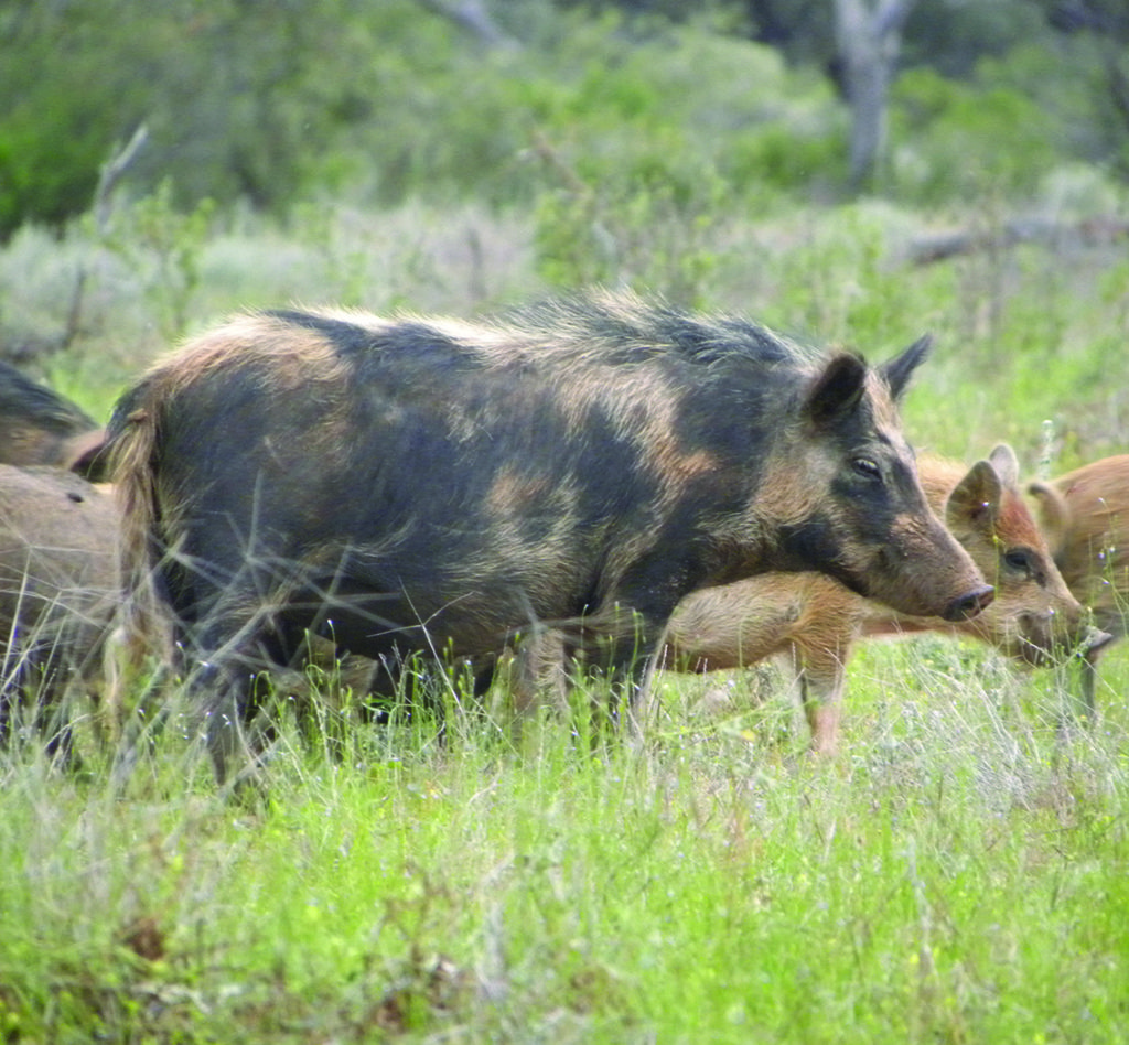 Free Feral Pig Control for Landholders and Managers