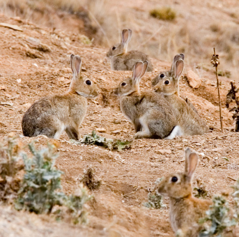 Free Rabbit Control for Landholders and Managers