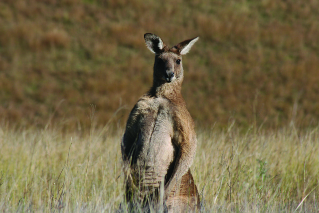 Free Kangaroo Control for Landholders and Managers